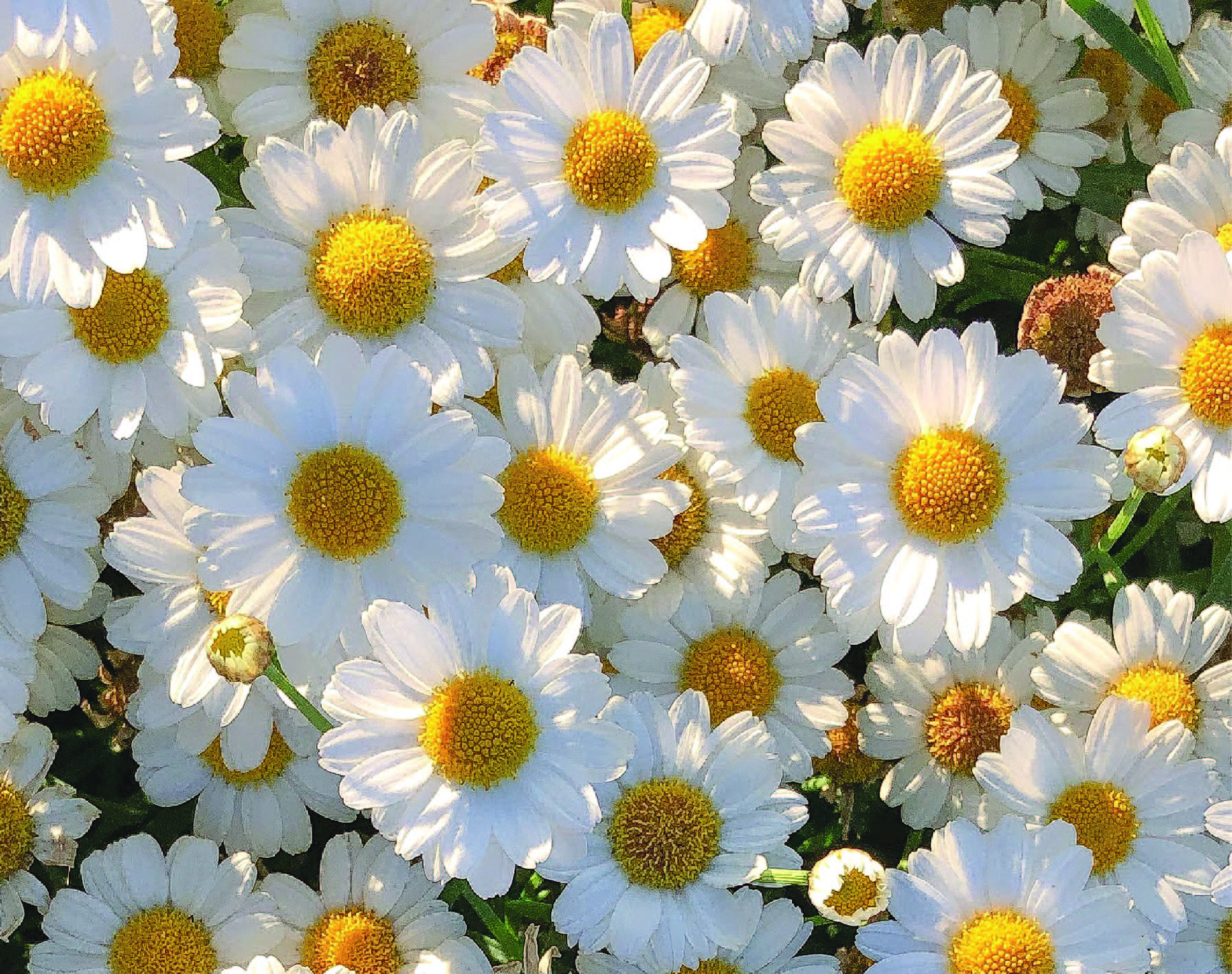 DAISY & PETAL Awards At Montgomery County Memorial Hospital
