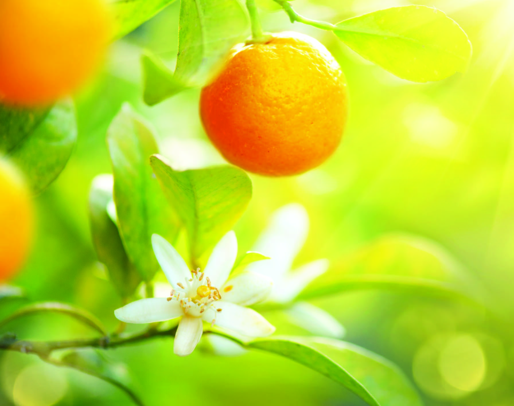 Lemon Tree Gift Shop - Montgomery County Memorial Hospital